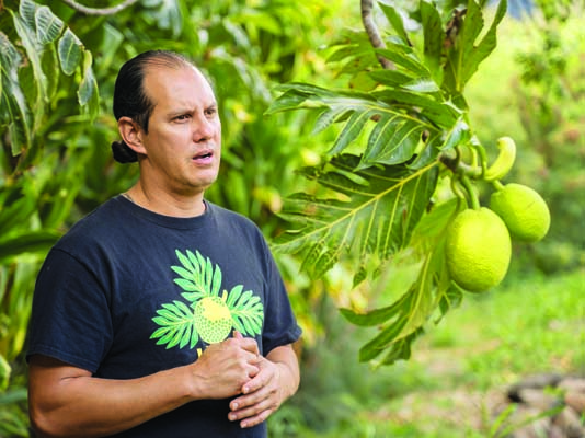 After Lahaina fire, there’s a chance to restore ulu trees | News ...